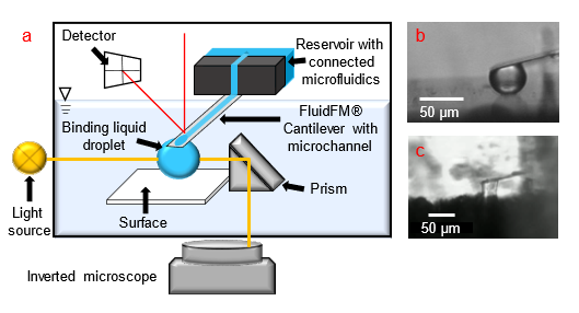 First Approach Using Fluidic Force Microscopy (FluidFM®) to Measure ...