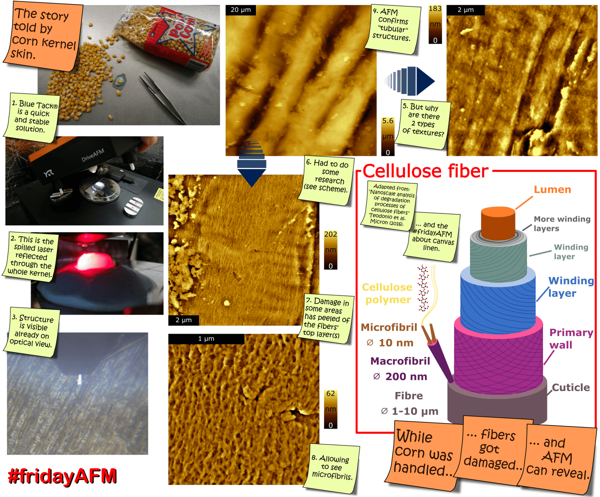 FridayAFM: The story told by kernel skin